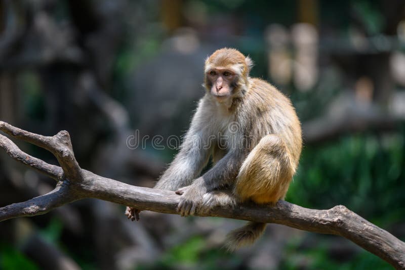 Monkey sitting on the tree stock image. Image of leisure - 183124687