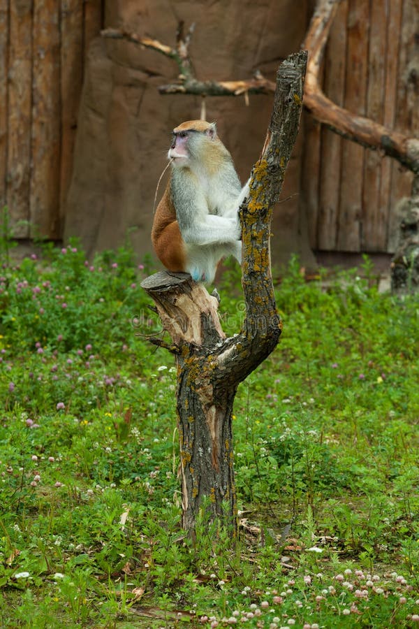 Monkey sitting on tree stock image. Image of macaque - 20581555