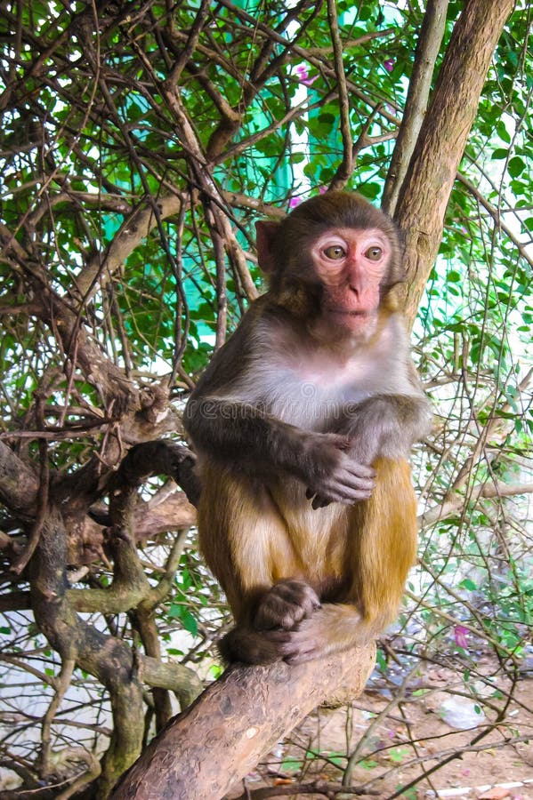 Monkey sitting on tree stock photo. Image of curious - 35936818