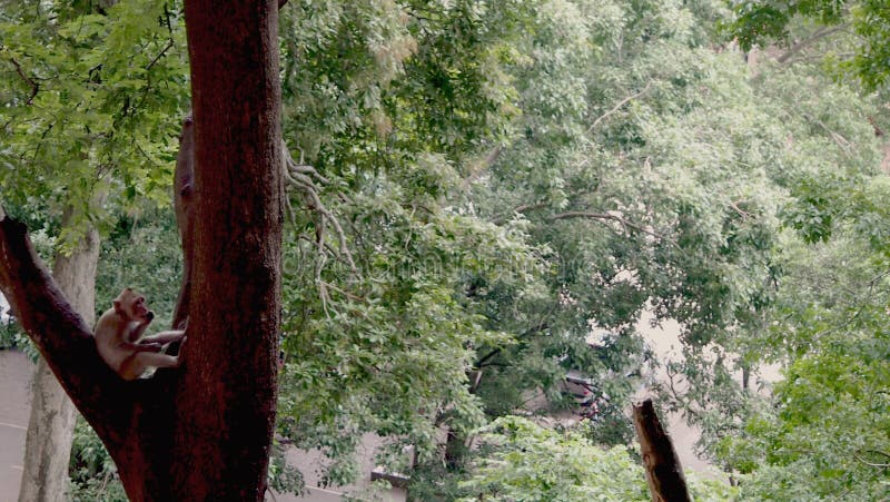 Monkeys Sitting on the Tree Stock Image - Image of group, scenery ...