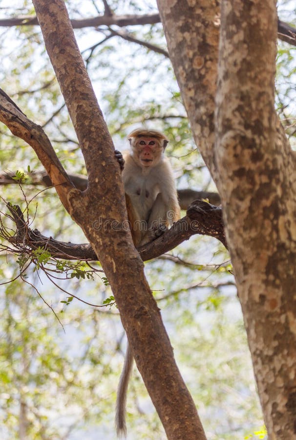 A Monkey is Sitting on a Tree Branch Stock Image - Image of jungle ...