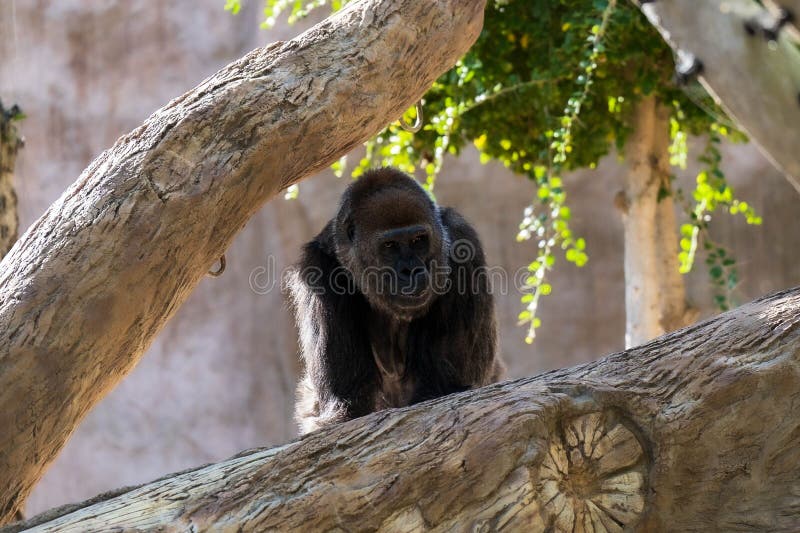 Monkey Sitting on a Tree Branch. Stock Image - Image of primate, branch ...