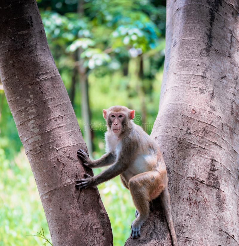 Monkey sitting tree stock photo. Image of natural, sitting - 54095806