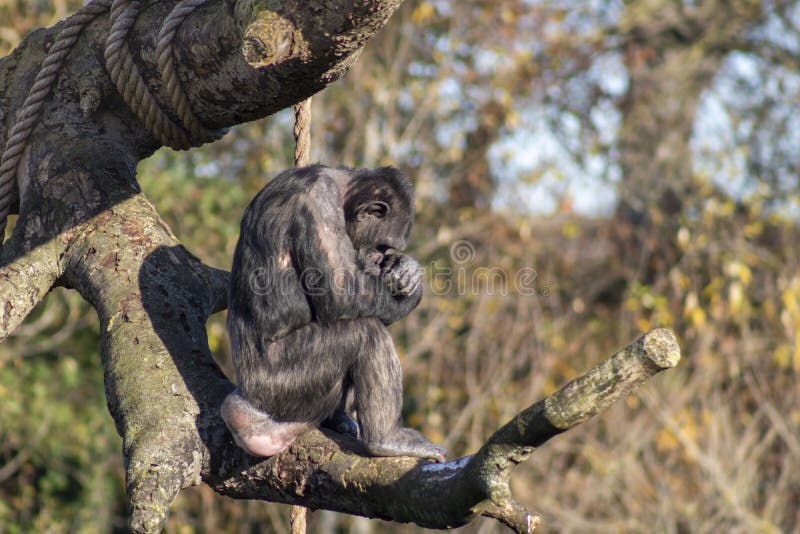 Monkey stock photo. Image of tree, face, endangered - 169436030