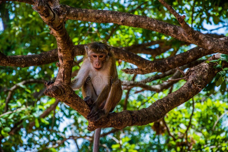 Monkey Sitting on a Tree Branch in Sri Lanka. Stock Photo - Image of ...