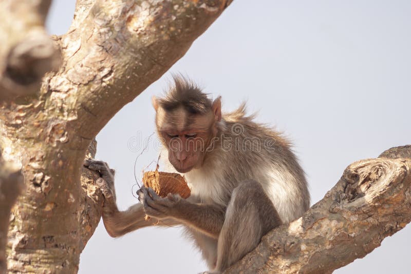 459 Monkey Coconut Tree Stock Photos - Free & Royalty-Free Stock Photos ...