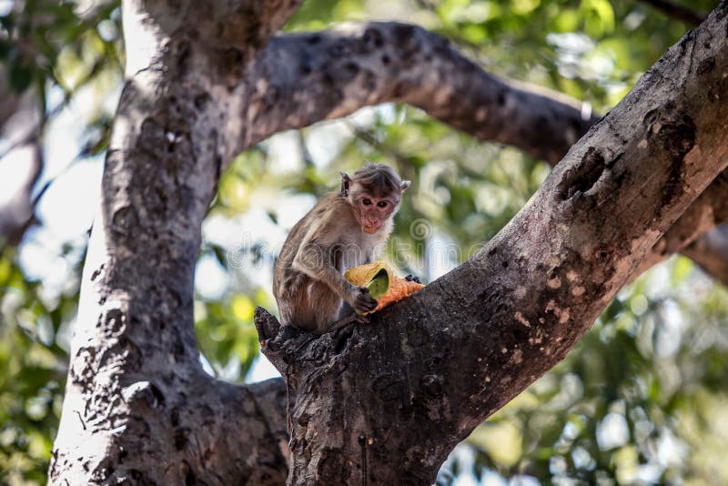 Monkey Eating a Fruit on a Tree Stock Photo - Image of love, green ...