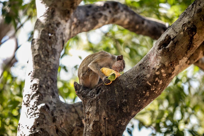 Monkey Eating Mango Tree Stock Photos - Free & Royalty-Free Stock ...