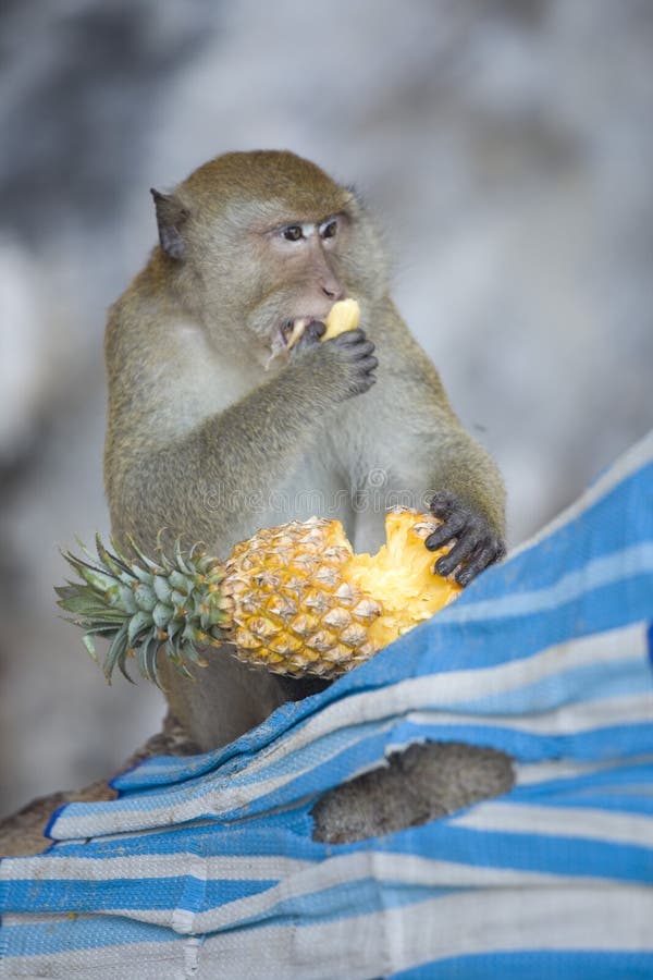 Monkey eating a pineapple stock image. Image of travel - 29810337