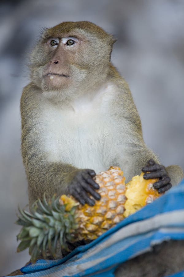 Monkey Eating Pineapple Stock Photos - Free & Royalty-Free Stock Photos ...