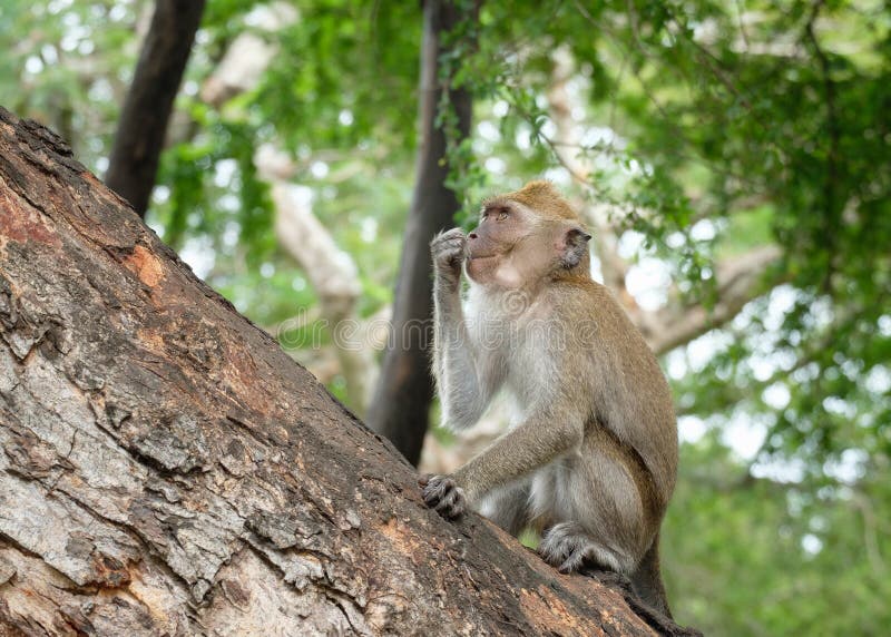 Monkey Sniffing Stock Photos - Free & Royalty-Free Stock Photos from ...