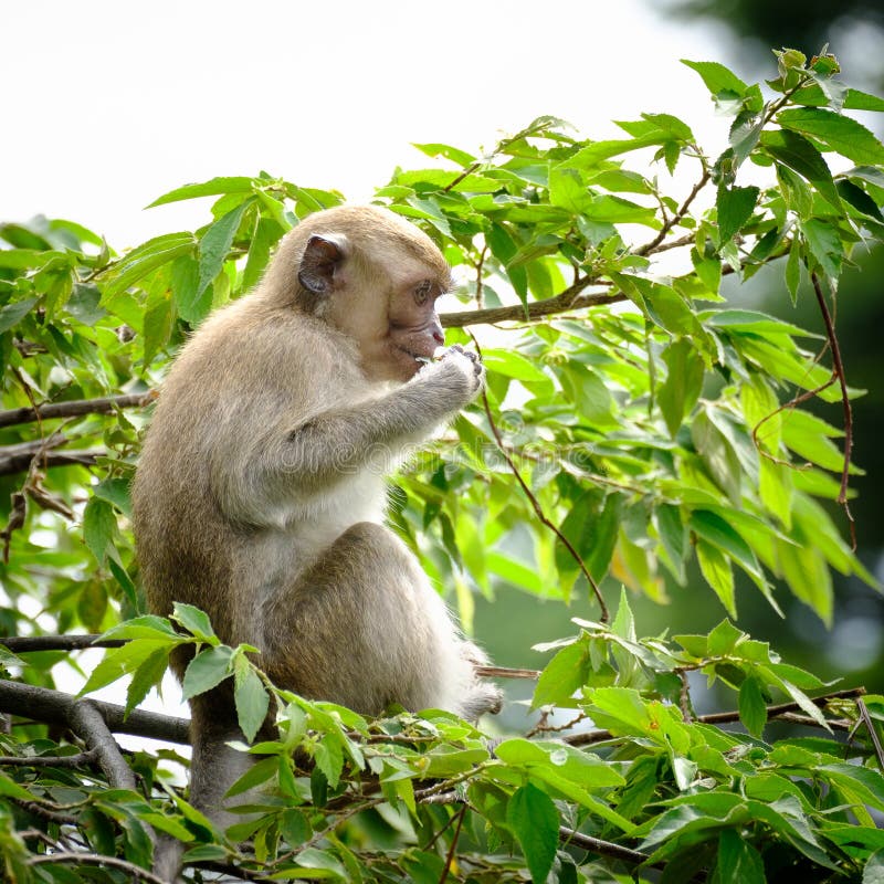 Monkey Sniffing Stock Photos - Free & Royalty-Free Stock Photos from ...