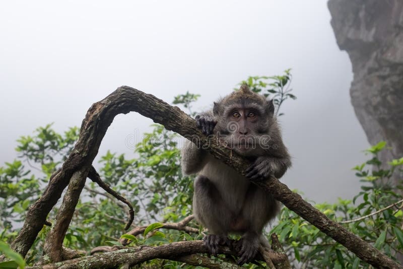 Monkey sitting on a tree stock photo. Image of east - 111072952