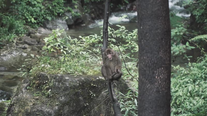 Monkey Sitting on the Tree with a River and Lush Trees in the ...