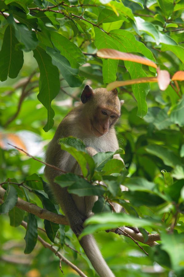 Monkey sitting on tree stock photo. Image of forest - 130256780