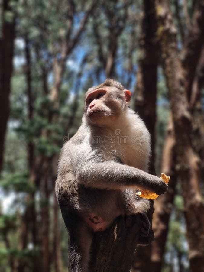 Monkey Sitting on a Tree Trunk Stock Image - Image of sitting, back ...