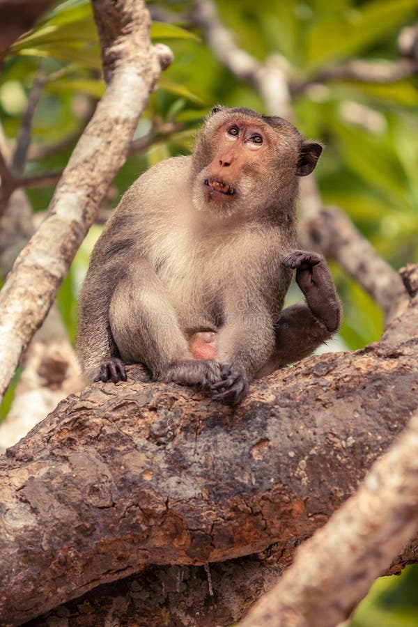 Monkey sitting on tree. stock image. Image of save, nature - 92595847