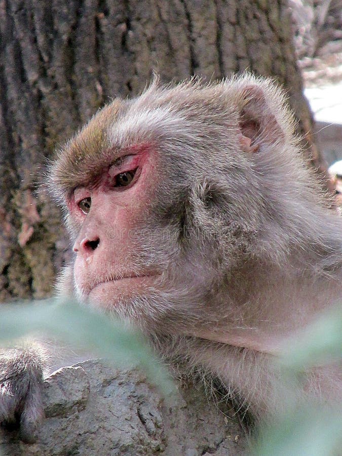 Monkey stock photo. Image of sitting, monkey, water, tree - 91053528