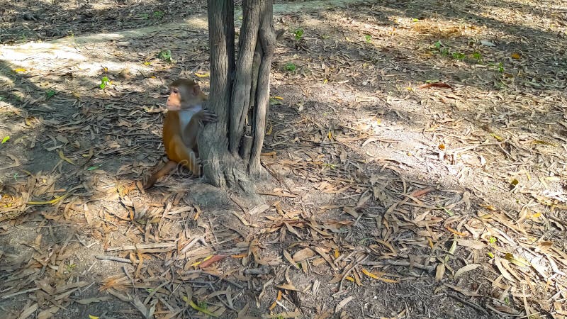 A Monkey Sitting Under the Tree. Stock Image - Image of happiness ...