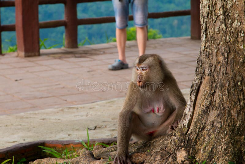 952 Monkey Under Tree Stock Photos - Free & Royalty-Free Stock Photos ...