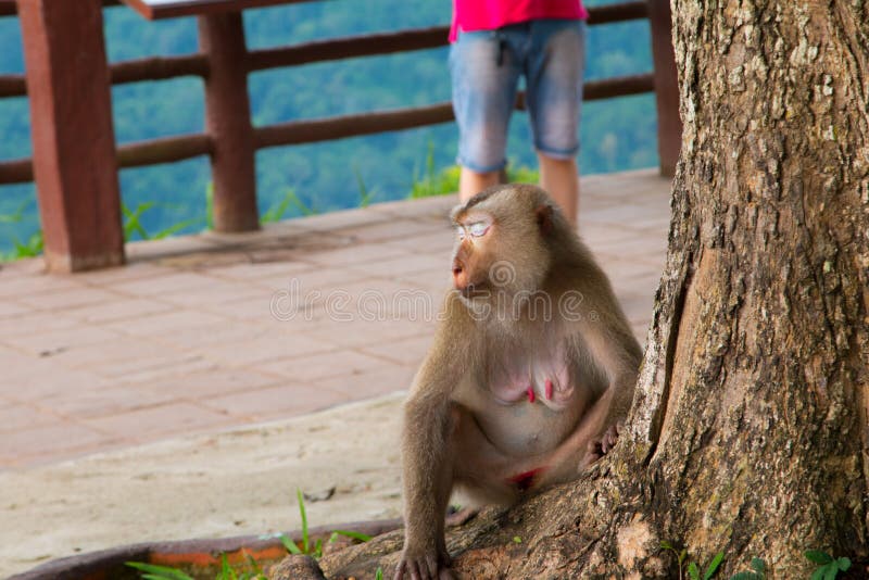 952 Monkey Under Tree Stock Photos - Free & Royalty-Free Stock Photos ...
