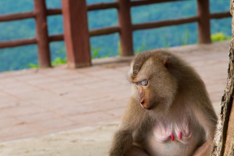 Monkey Sitting Under the Tree Stock Image - Image of baby, brown: 76649587