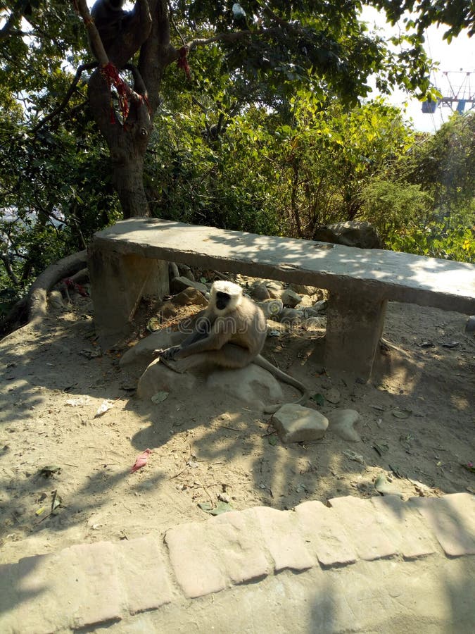 Mankey of Black and White Combination Stock Image - Image of white ...