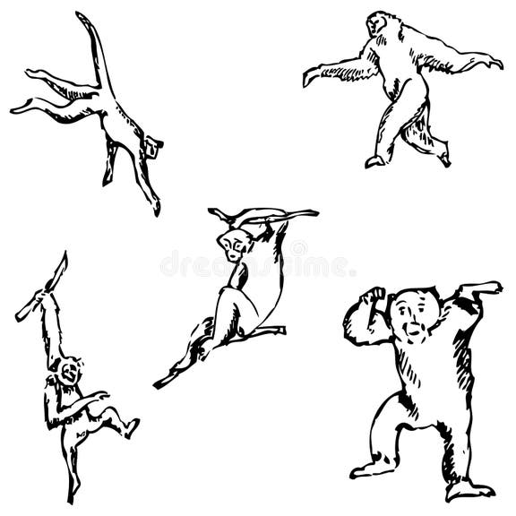 Monkey Line Drawing Stock Illustrations – 10,099 Monkey Line Drawing ...