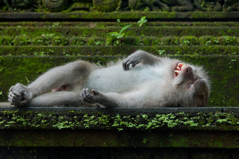 Monkey sleep on the stone stock image. Image of animal - 35187691
