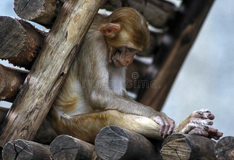 Monkey Sleeping stock image. Image of forest, beauty - 42296881