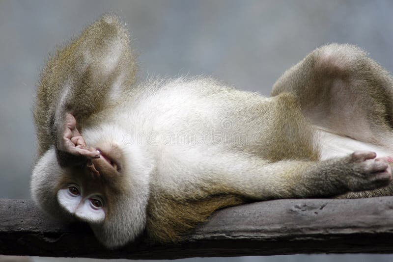 Monkey Sleeping stock image. Image of small, creature - 42297215