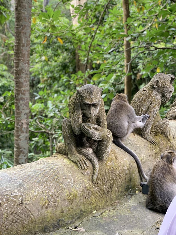 Monkey sleeping stock photo. Image of rocks, monkey - 294616048