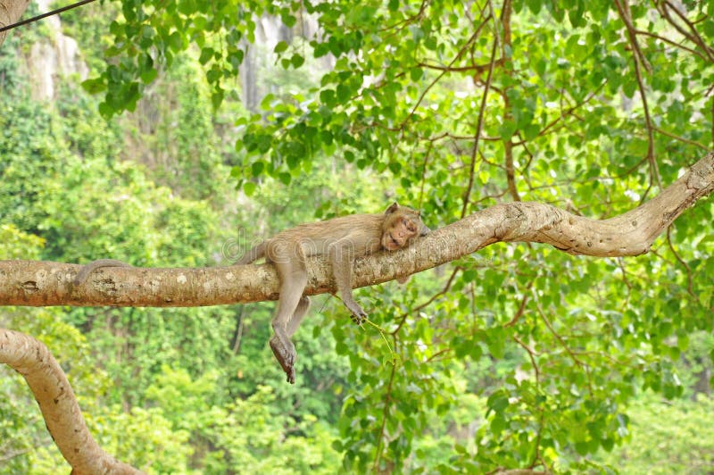 Sleeping Monkey stock photo. Image of primate, animal - 19443860