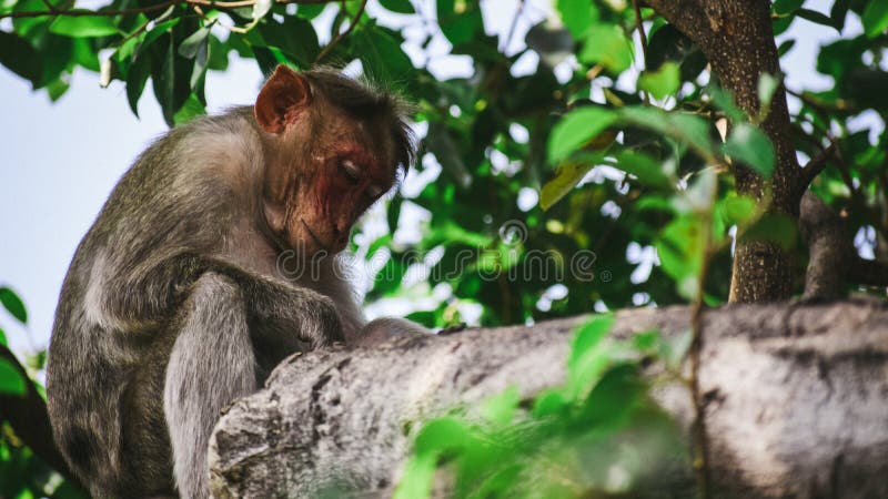 Monkey sleeping on a tree stock image. Image of sleeping - 228505879