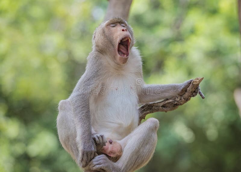 206 Monkey Arguing Stock Photos - Free & Royalty-Free Stock Photos from ...
