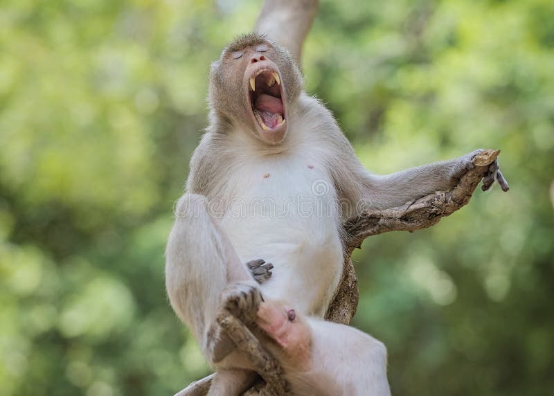 Sleepy monkey stock image. Image of apish, animal, apery - 226747