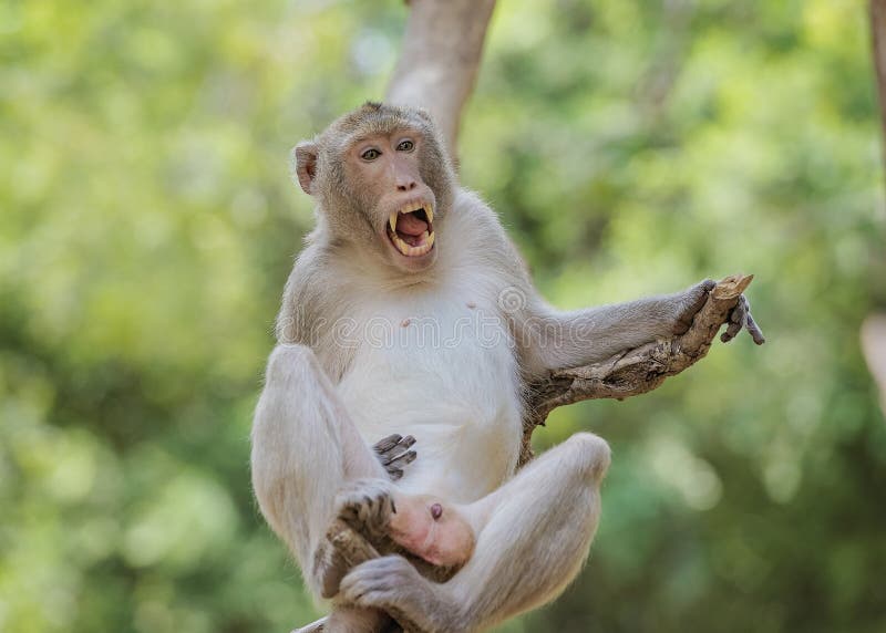 Sleepy monkey stock image. Image of cute, green, blossom - 33794795
