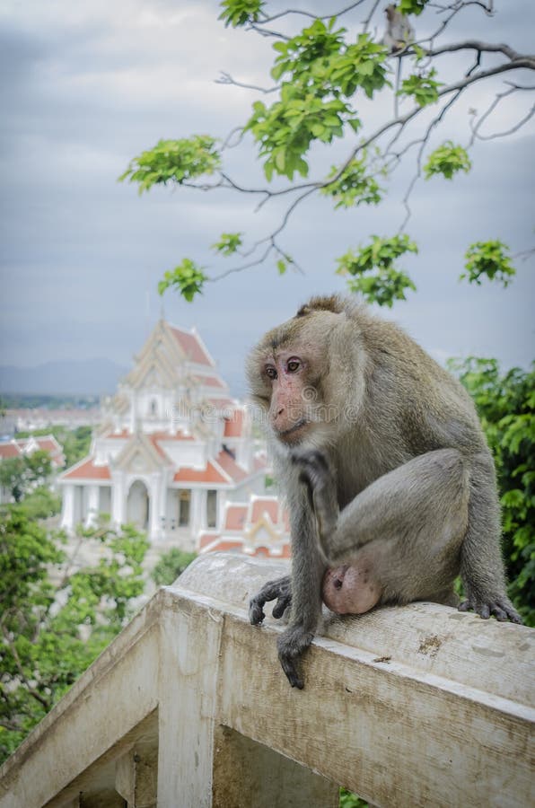 Sleepy monkey stock image. Image of cute, green, blossom - 33794795