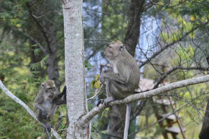Monkey on Slopes Mount Merapi Stock Image - Image of forest, merapi ...