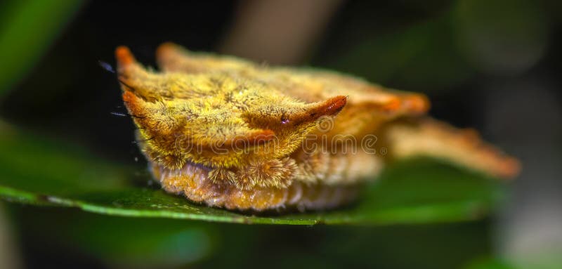 Monkey Slug Larvae Form of Hag Moth Stock Photo - Image of larvae, slug ...