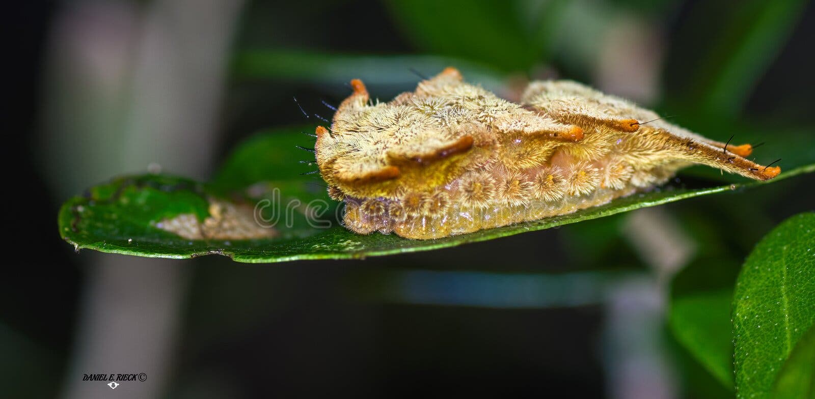Monkey Slug Larvae Form of Hag Moth Stock Photo - Image of larvae, slug ...