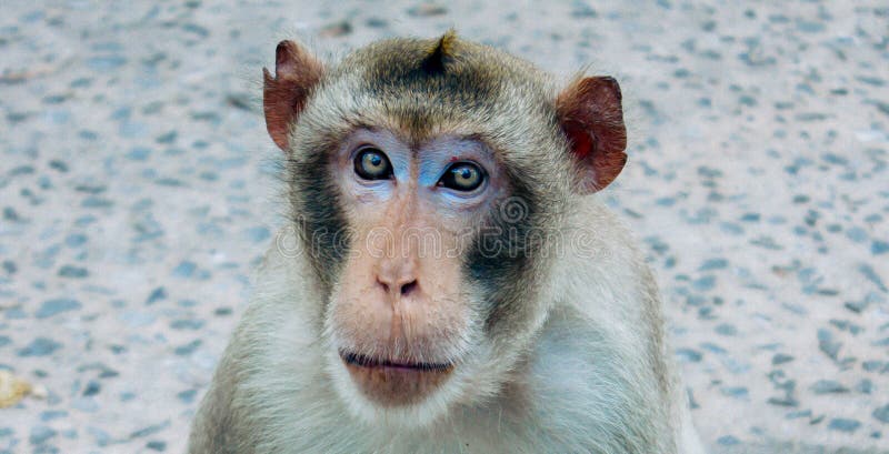Monkey stock photo. Image of animal, monkey, animals - 57870830