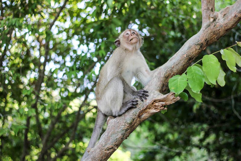 Monkey stock photo. Image of forest, horizon, beach, nature - 88011284