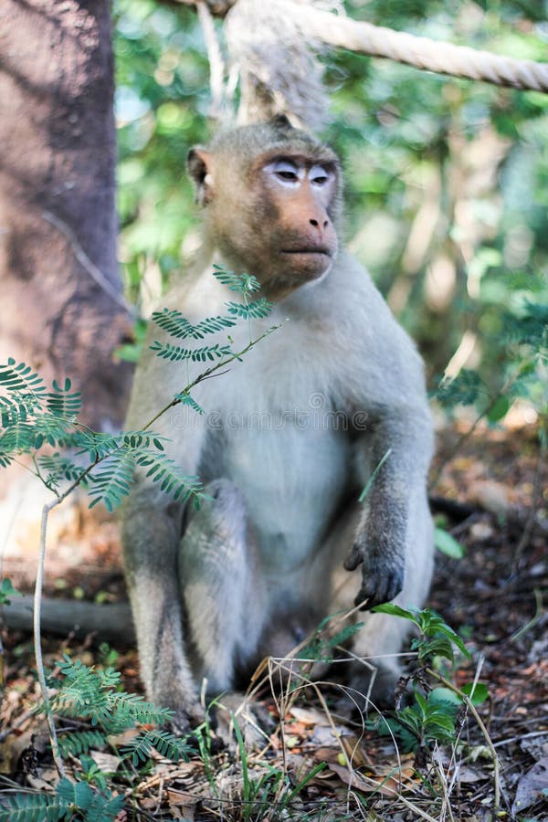 Monkey stock image. Image of creativity, elegance, digitally - 88011345