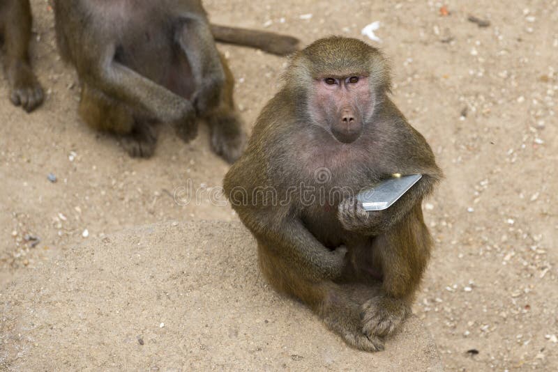 Monkey with a smartphone stock photo. Image of playing - 88964356