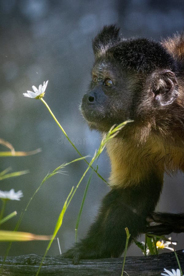 Monkey Smelling a White Flower Stock Photo - Image of whiskers, white ...