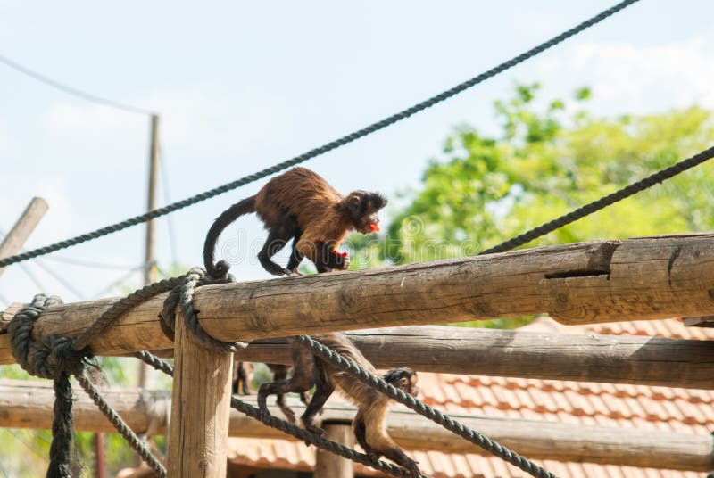 Monkey with a Smile with Pepper Stock Photo - Image of tree, smile ...