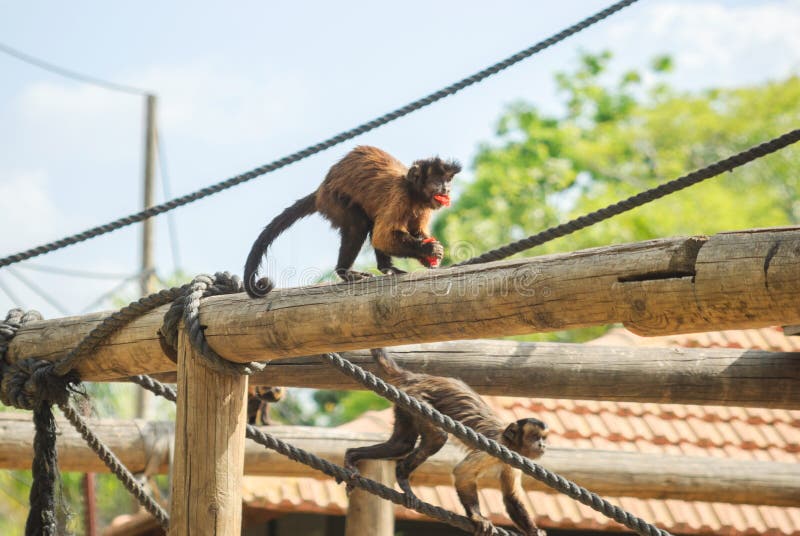 Monkey with a Smile with Pepper Stock Photo - Image of building, pepper ...