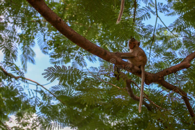 Monkey Smile Sitting on the Tree Stock Image - Image of family, funny ...