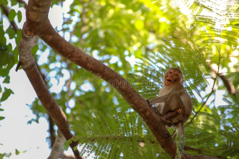 Monkey Smile Sitting on the Tree Stock Photo - Image of female, funny ...